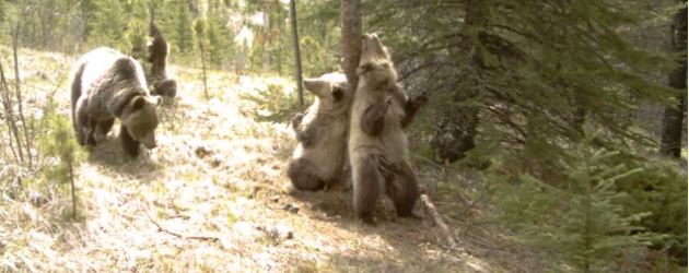 Kijk! Beren Met Grote Jeuk! - PrutsFM