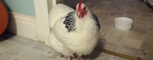 Heb Je Ooit Wel Eens Een Kip Horen Niezen? - PrutsFM Heb Je Ooit Wel Eens Een Kip Horen Niezen? - PrutsFM