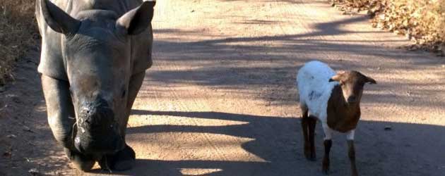 De Neushoorn Die Eigenlijk Een Lammetje Is - PrutsFM